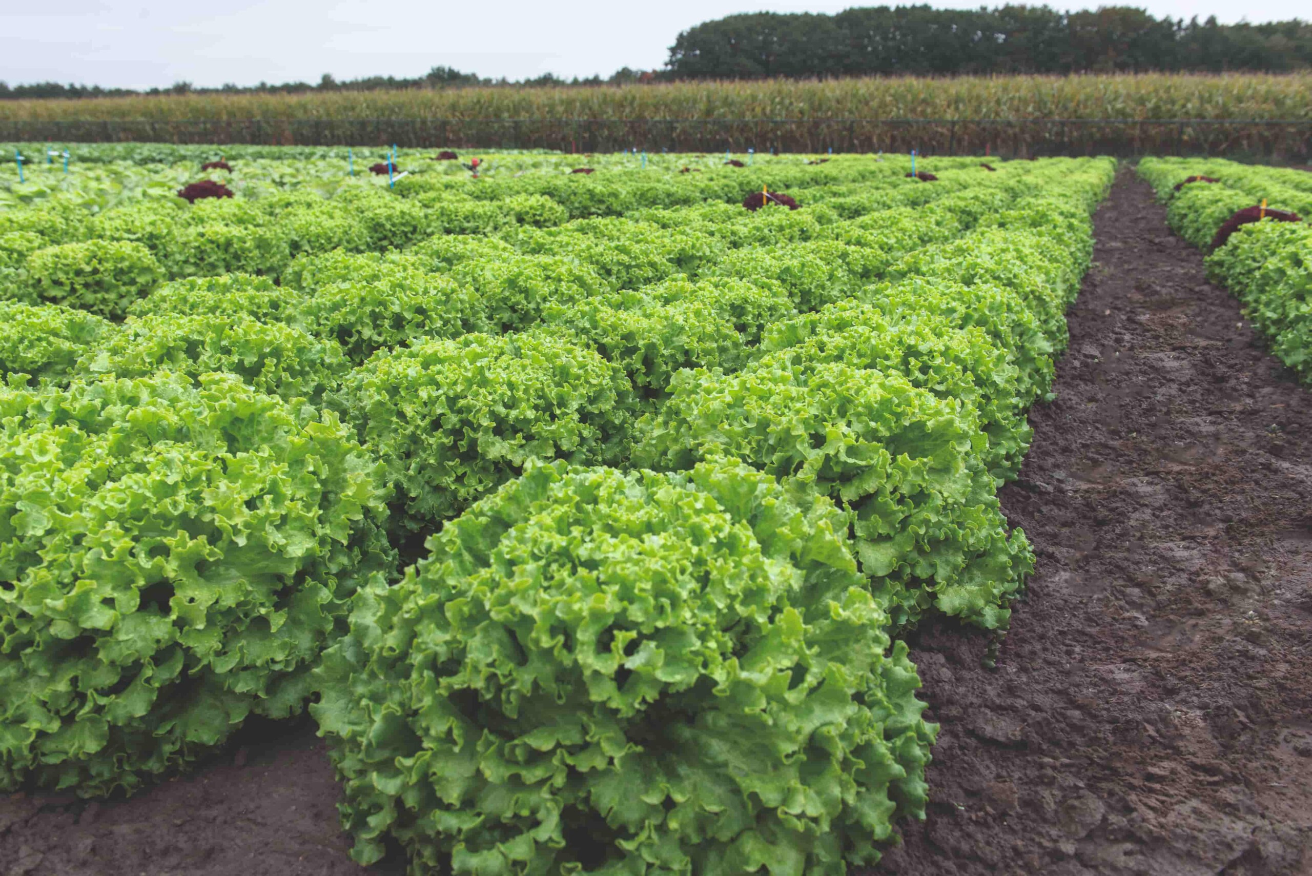 Salata - Specifičnosti dorade sjemena i prednosti piliranog sjemena ...